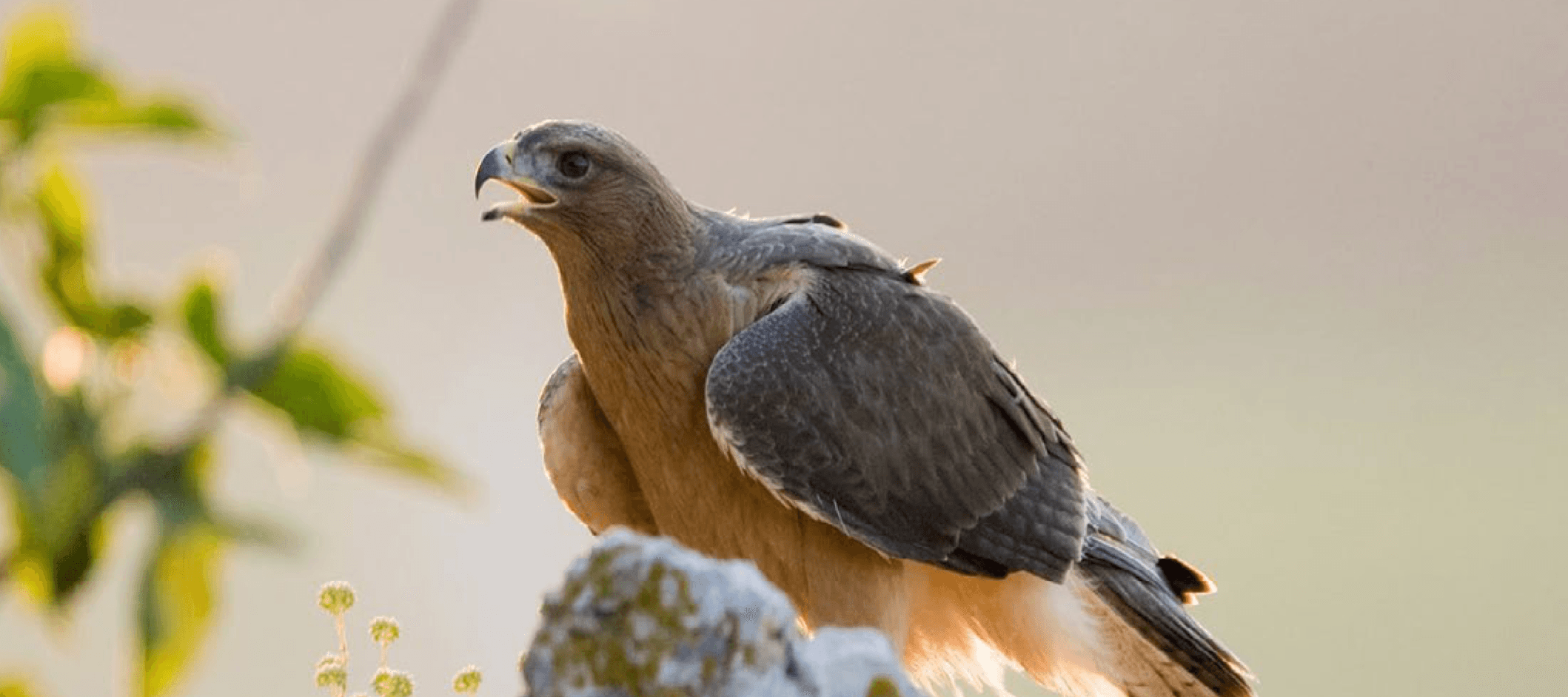 Aigle de Bonneli © regard du vivant | Vertdevin