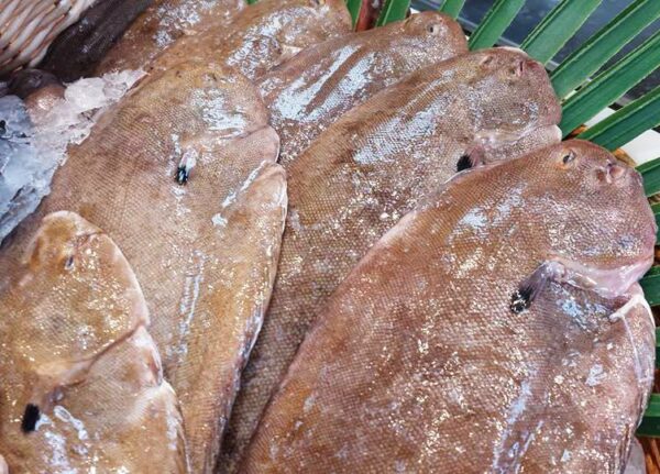 Accords Vins et Sole : Quel vin boire avec la Sole / des filets de Sole ...