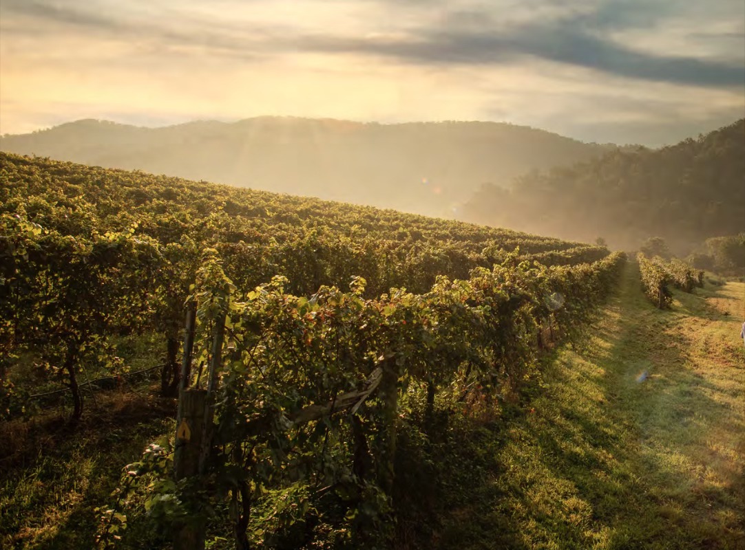 Virginia 2025: A Demanding Yet Promising Vintage – Vertdevin